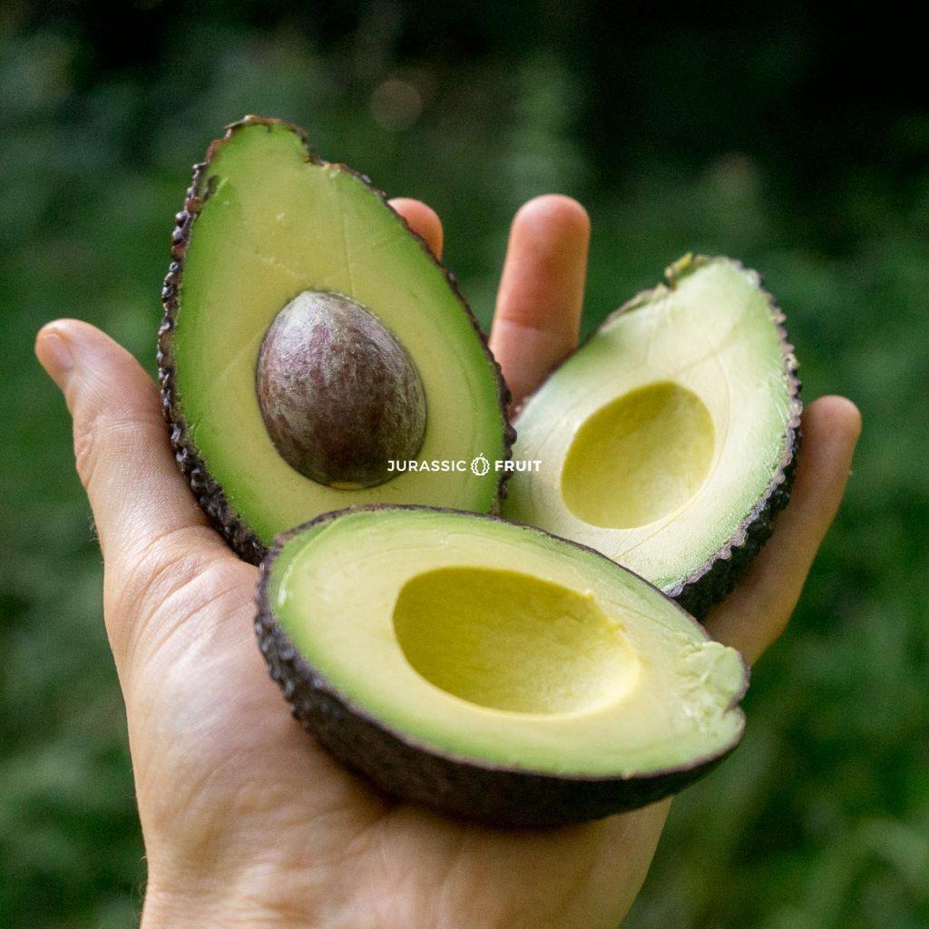 Our Story - Jurassic Fruit Blog