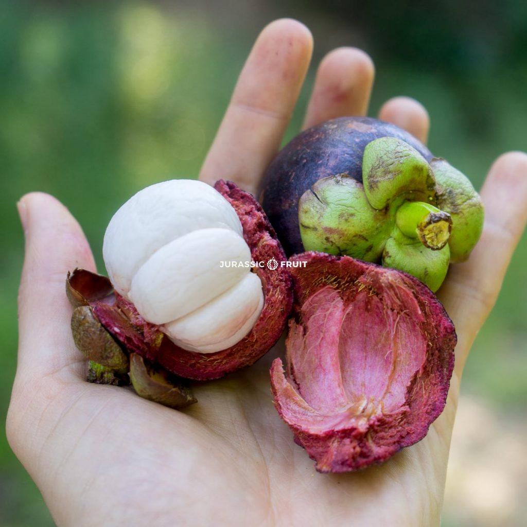 Our Story - Jurassic Fruit Blog