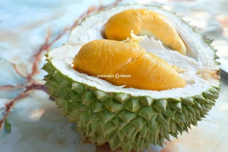 Durian : goût, bienfaits et comment le manger - Blog de Jurassic Fruit