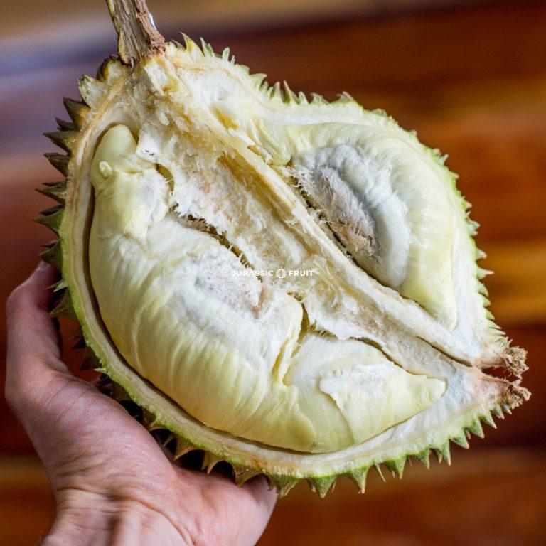 Durian : goût, bienfaits et comment le manger - Blog de Jurassic Fruit