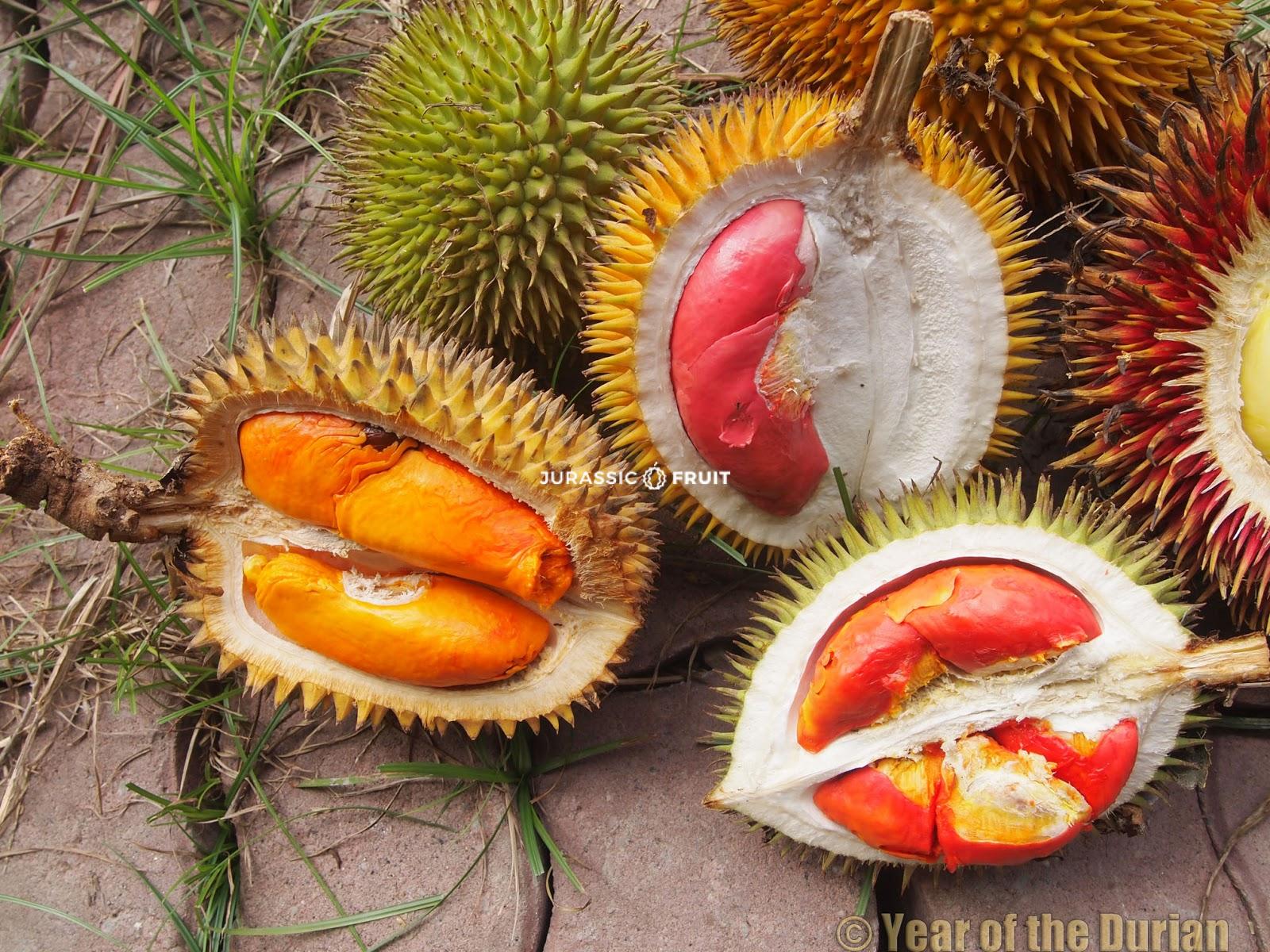 Durian : goût, bienfaits et comment le manger - Blog de Jurassic Fruit