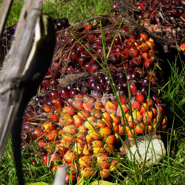 Fruits exotiques : les 72 MEILLEURS du monde - Jurassic Fruit