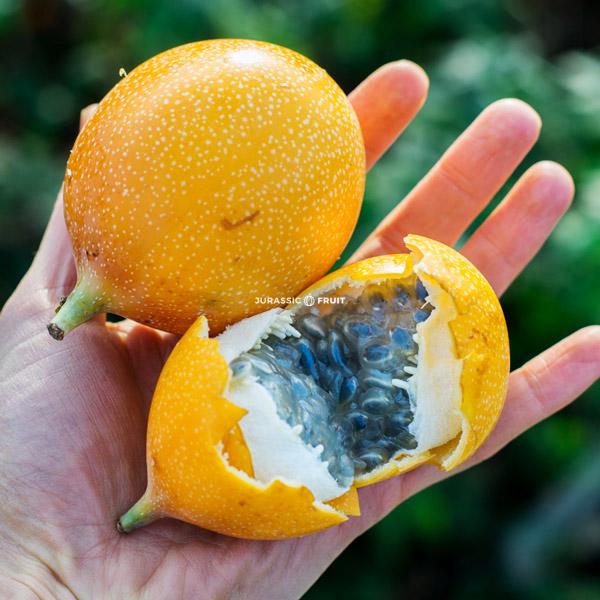 Die 72 besten exotischen Früchte der Welt - Jurassic Fruit