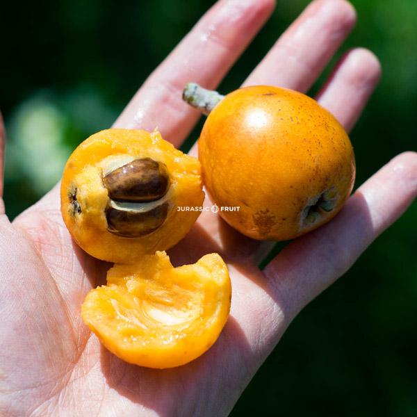 Die 72 besten exotischen Früchte der Welt - Jurassic Fruit