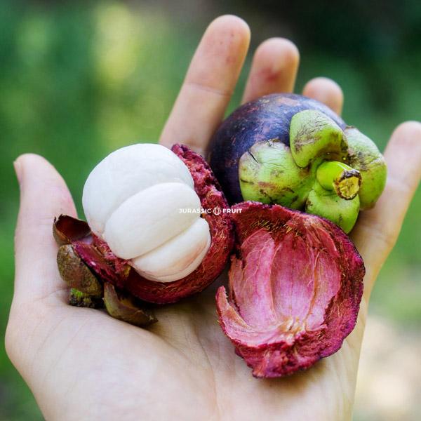 Die 72 besten exotischen Früchte der Welt - Jurassic Fruit